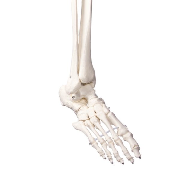 Didaktiskais skelets - Cilvēka orgānu anatomiskie modeļi - medicīnas ...