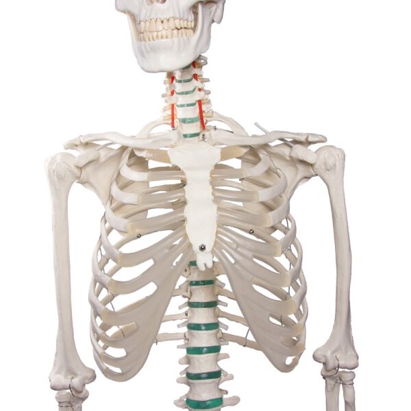 Didaktiskais skelets - Cilvēka orgānu anatomiskie modeļi - medicīnas ...